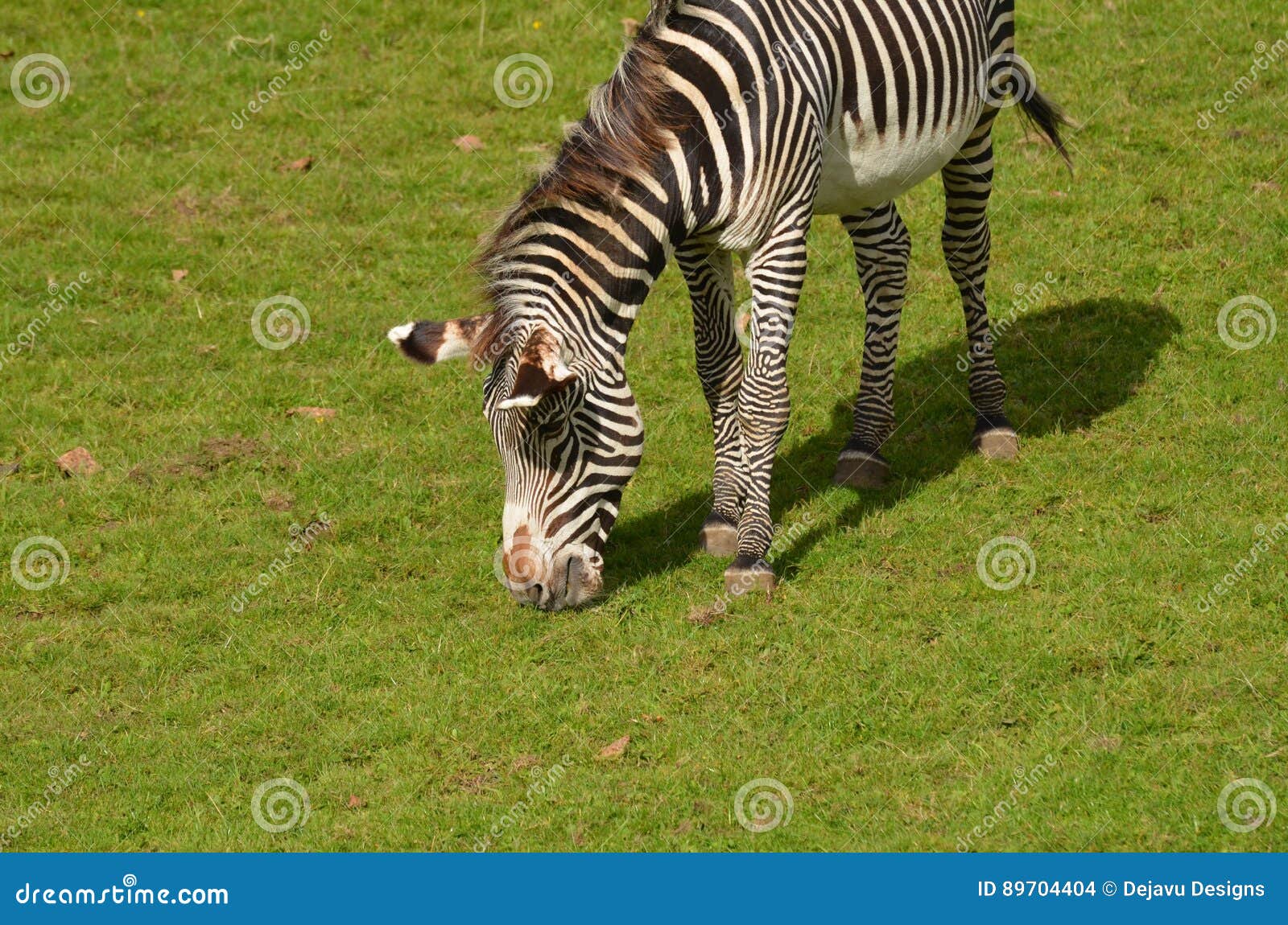 Zebra Eating Grass on a Prairie Stock Photo - Image of plains, theme ...