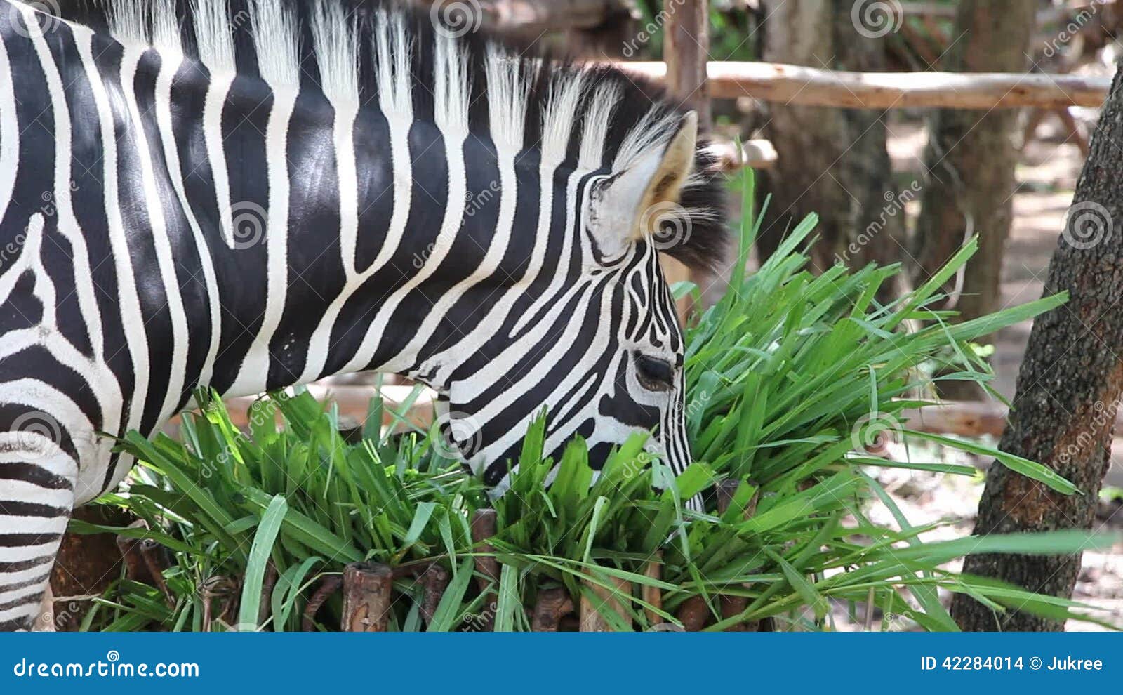 Zebra Eating the Grass in Thailand Zoo Stock Footage - Video of legs ...