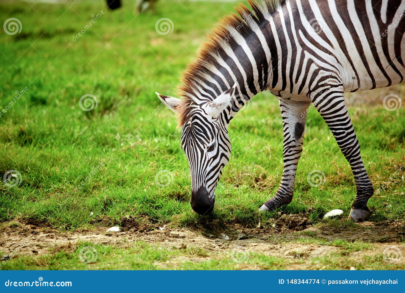 Zebra stock photo. Image of eating, crossing, head, black - 148344774