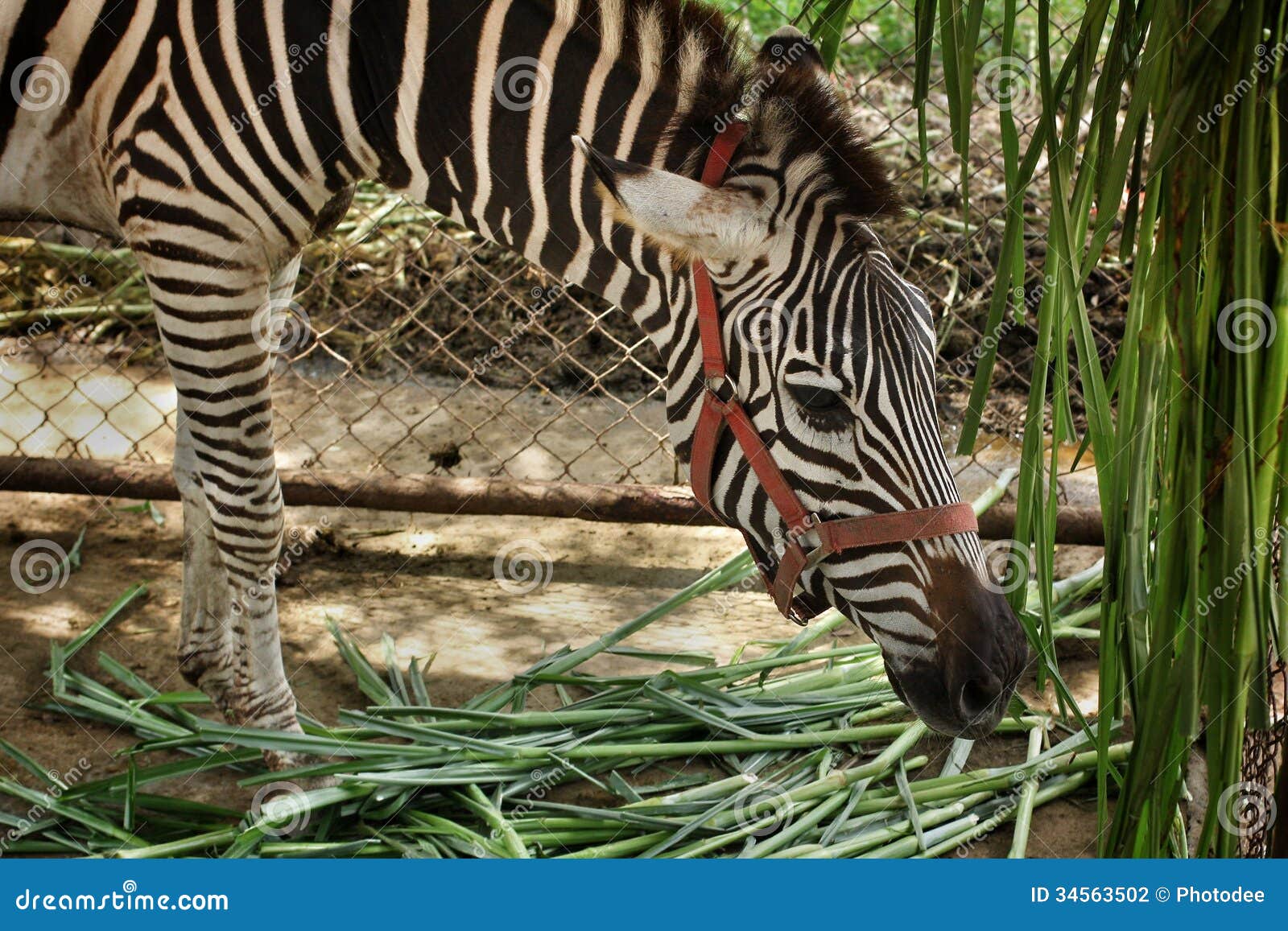 Zebra eating grass stock photo. Image of feed, stripe - 34563502