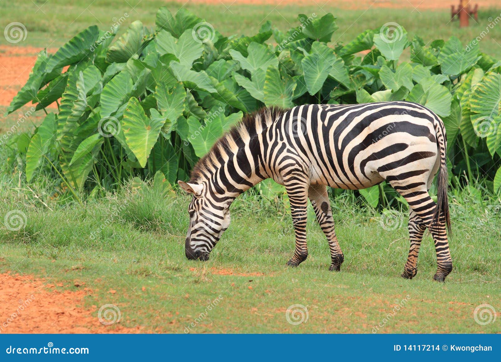 Zebra is eating grasses stock photo. Image of zebra, destinations ...