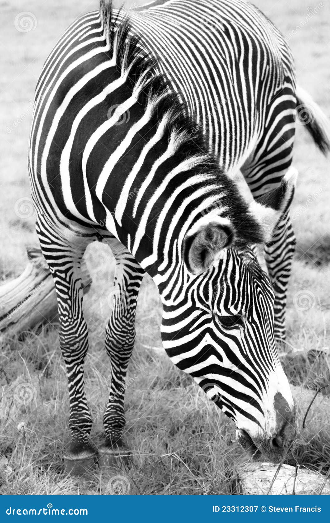 Zebra Eating Hay At The Zoo Stock Photo | CartoonDealer.com #110867724