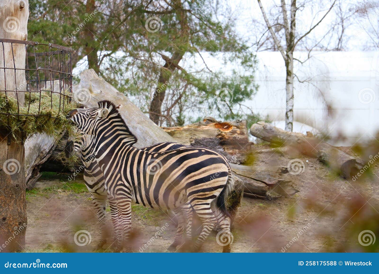 Zebra Eating Hay in the Park Stock Photo - Image of fauna, animal ...