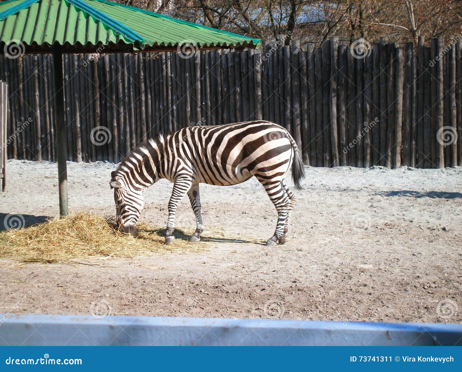 Zebra Eating Hay in a Shed at the Zoo Stock Image - Image of eating ...