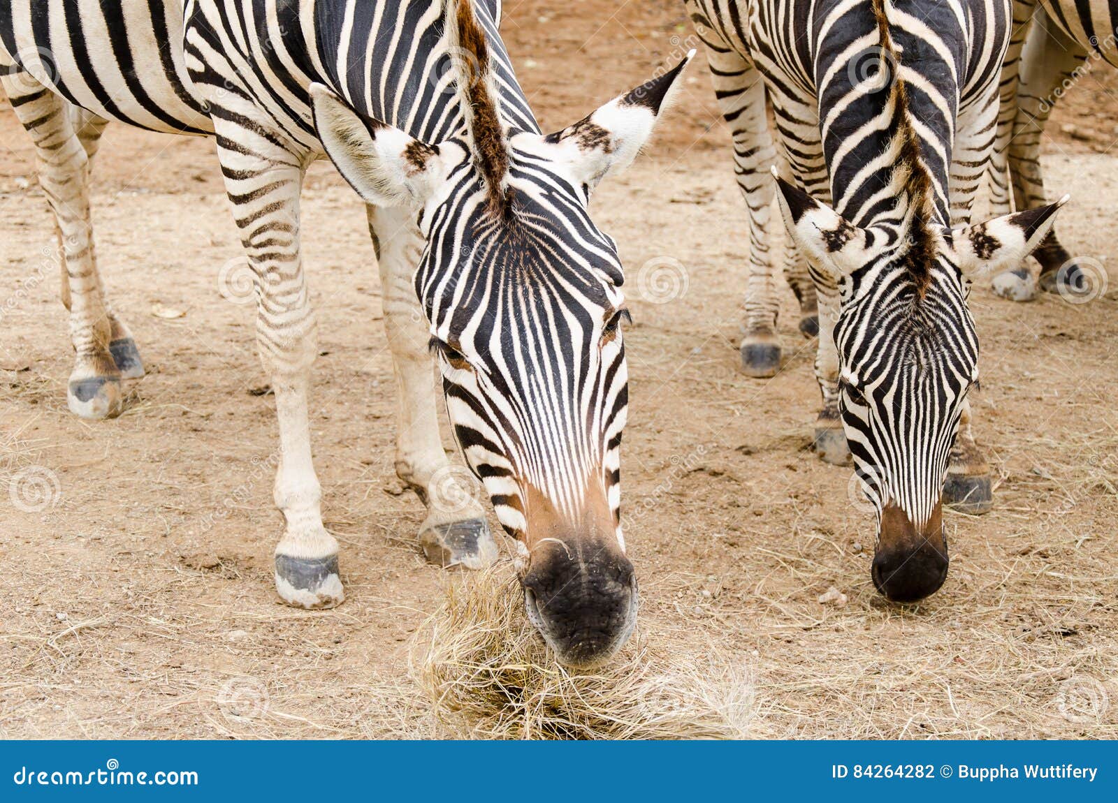 Zebra stock photo. Image of park, feeding, african, black - 84264282