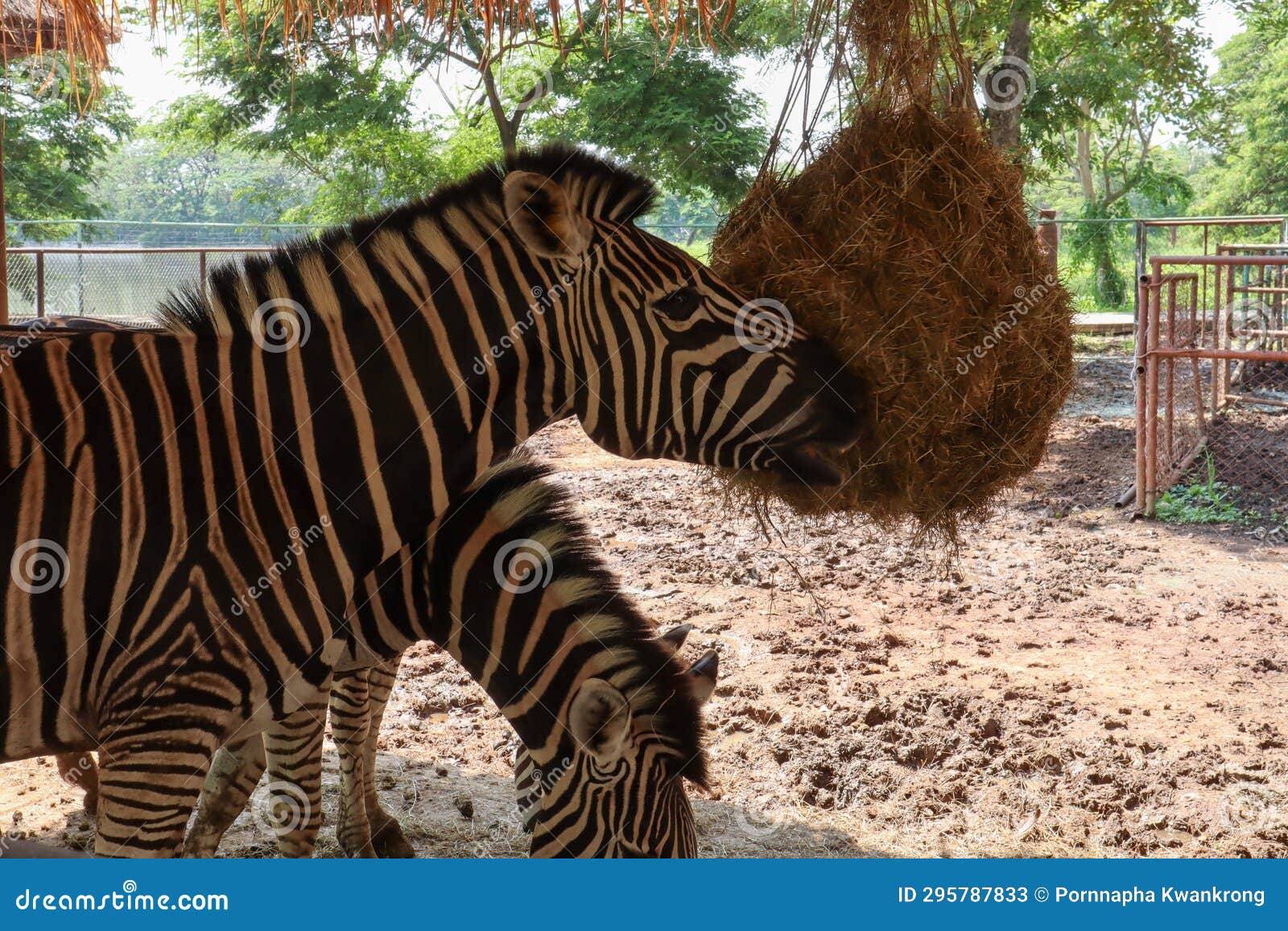 Zebra Eating Hay in the Zoo, Closeup of Photo Stock Image - Image of ...