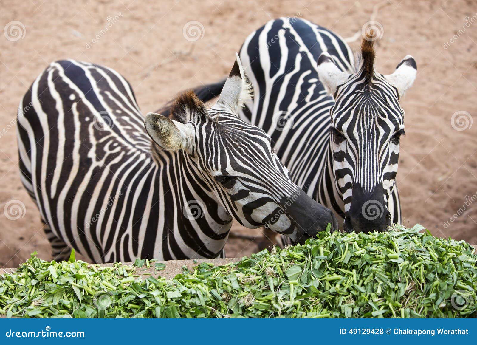 Zebra Eating Morning Glory. Stock Photo - Image of park, black: 49129428