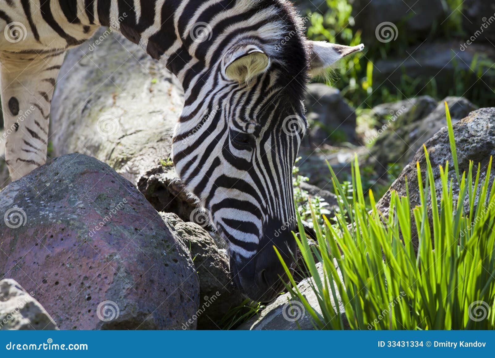Zebra eating plants stock photo. Image of equid, single - 33431334