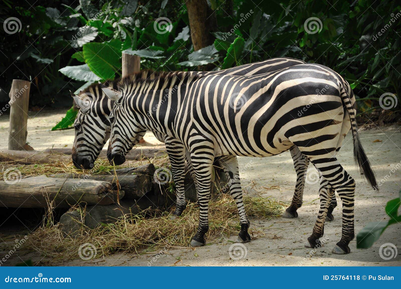 Zebra Eating in Singapore Zoo Stock Photo - Image of stripe, natural ...