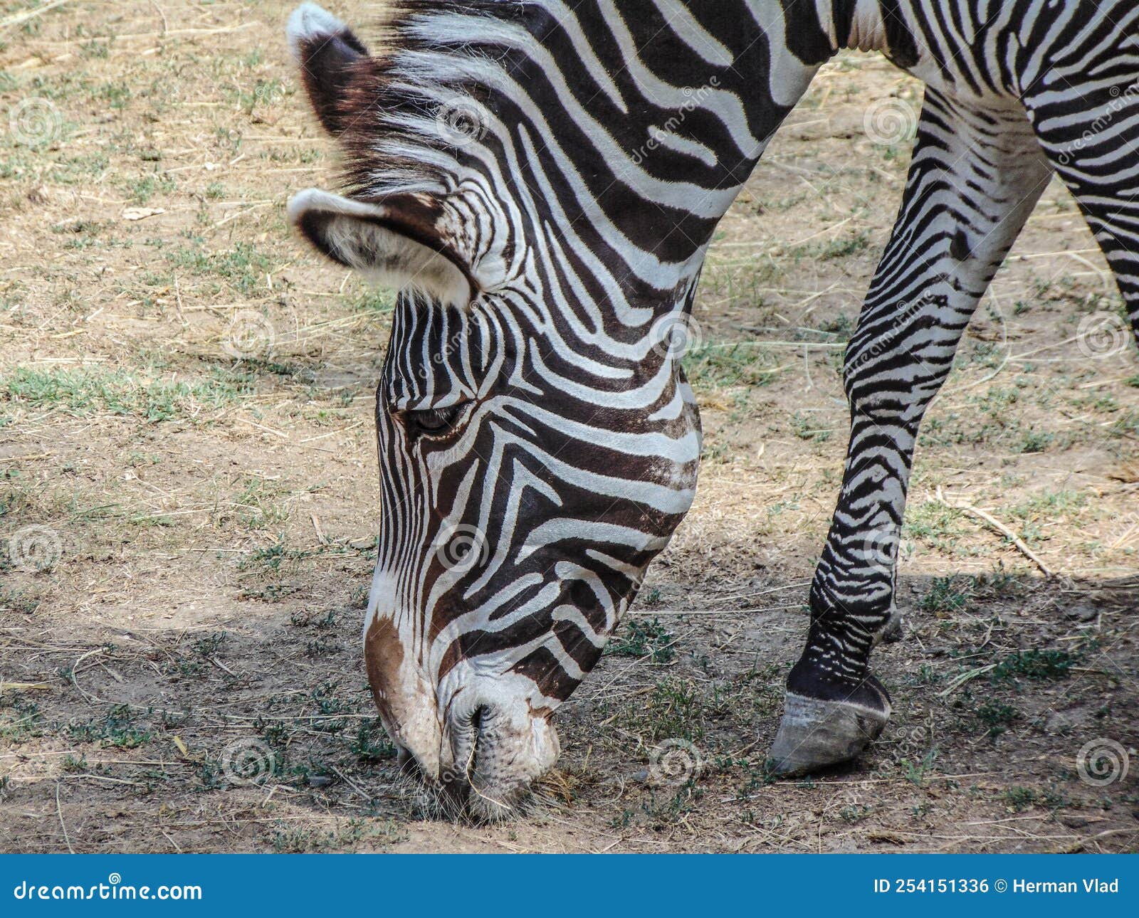 A Zebra Eats Grass. Grevyâ€™s Zebra in the Summer Stock Photo - Image ...