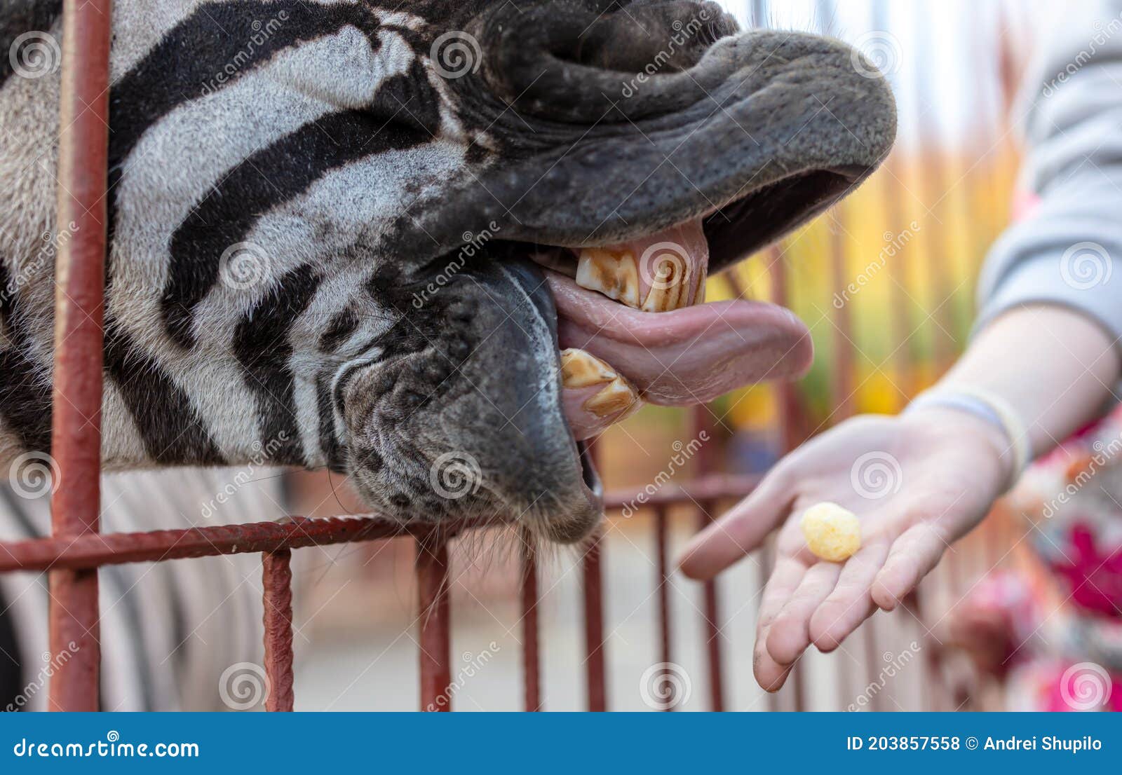 Zebra eats from the hand stock photo. Image of outside - 203857558