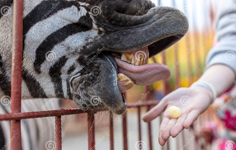 Zebra eats from the hand stock photo. Image of outside - 203857558