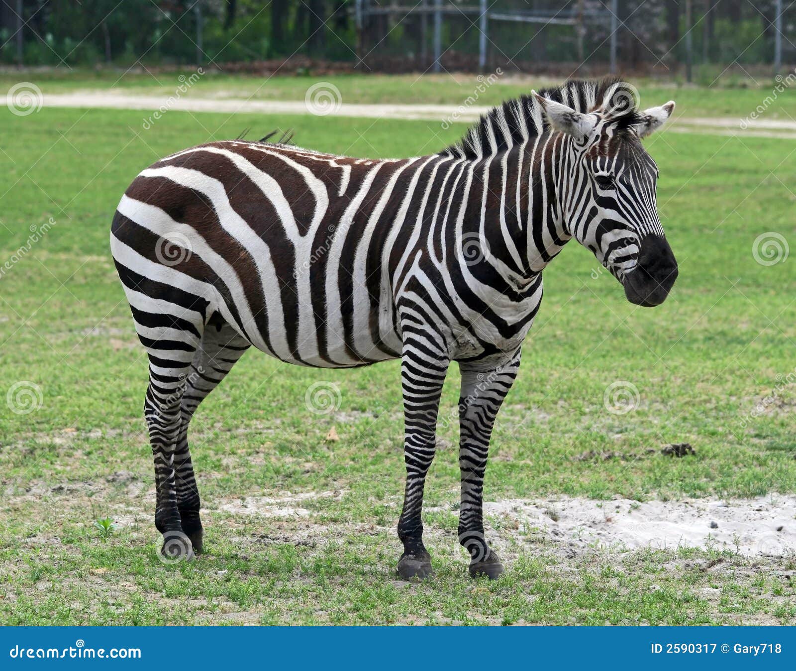 Zebra in een safari stock afbeelding. Image of paar, vrij - 2590317