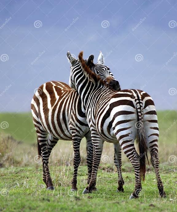 Zebra Embrace stock image. Image of bond, savanna, love, plains - 3989