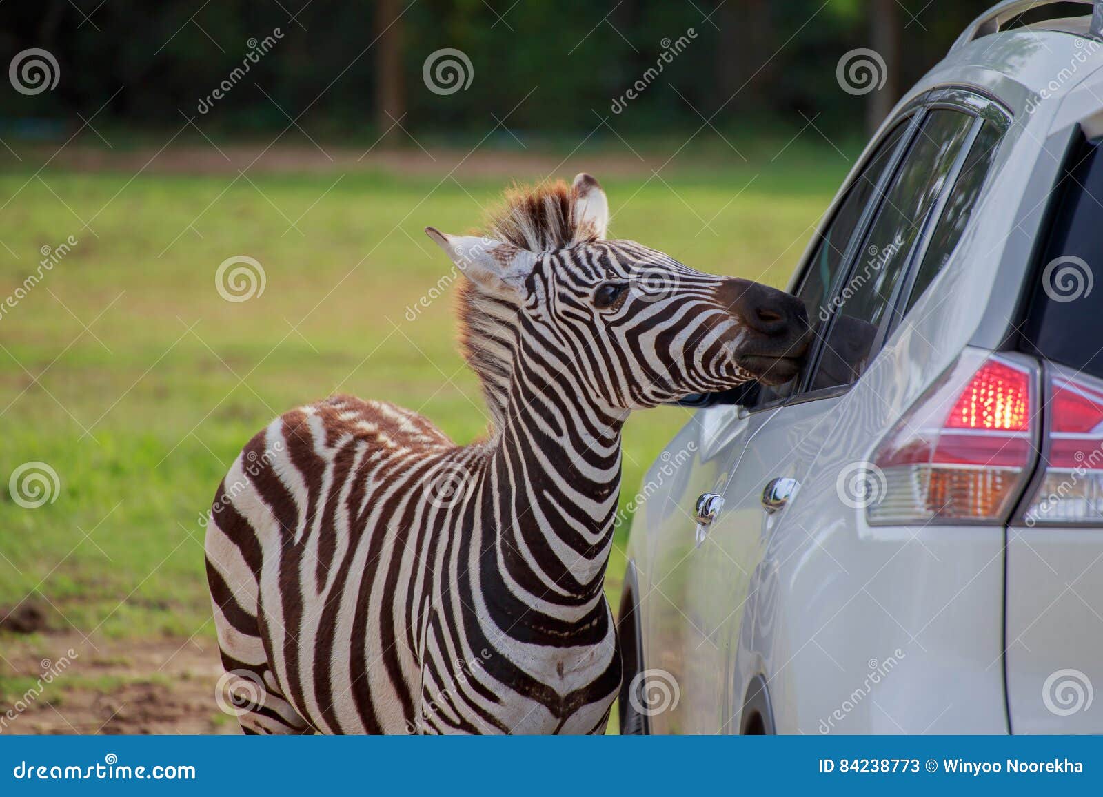 Zebra en auto stock afbeelding. Image of genaturaliseerd - 84238773