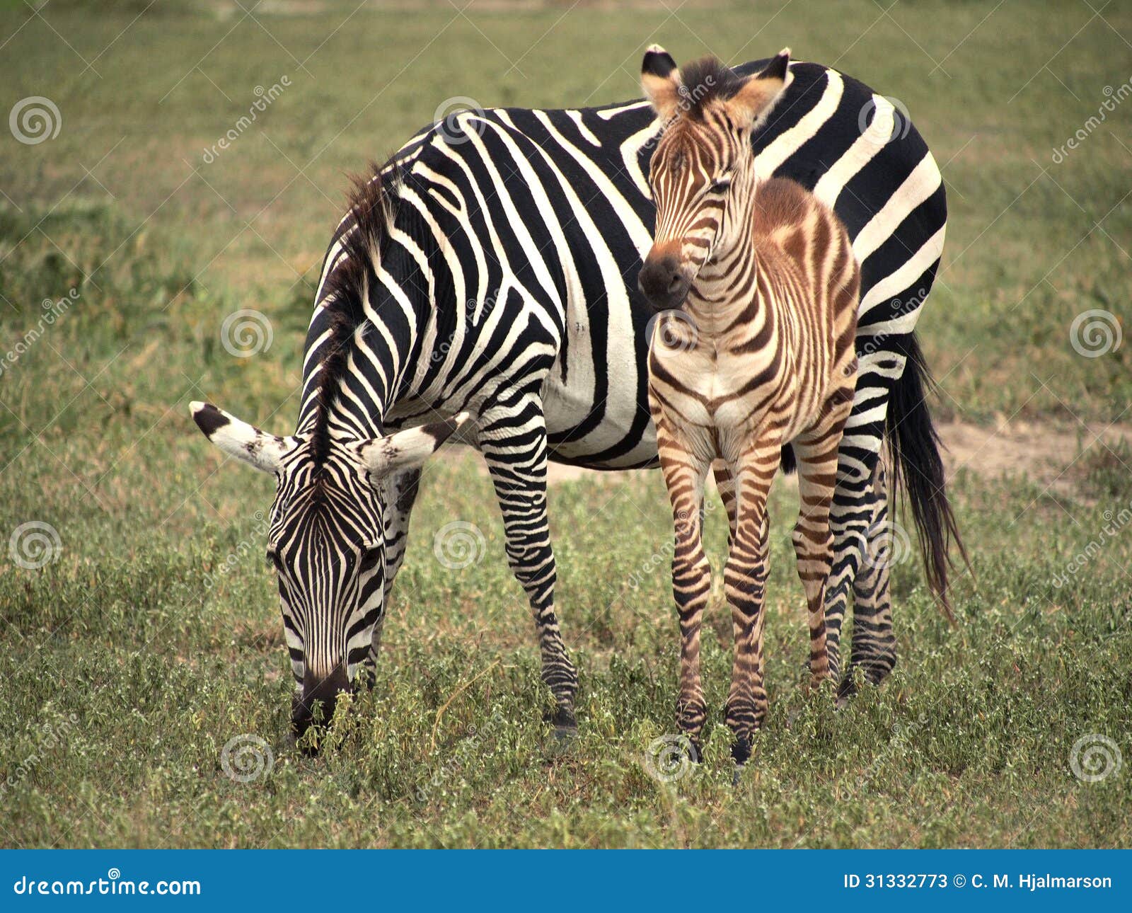 Zebra en Veulen stock afbeelding. Image of wildernis - 31332773