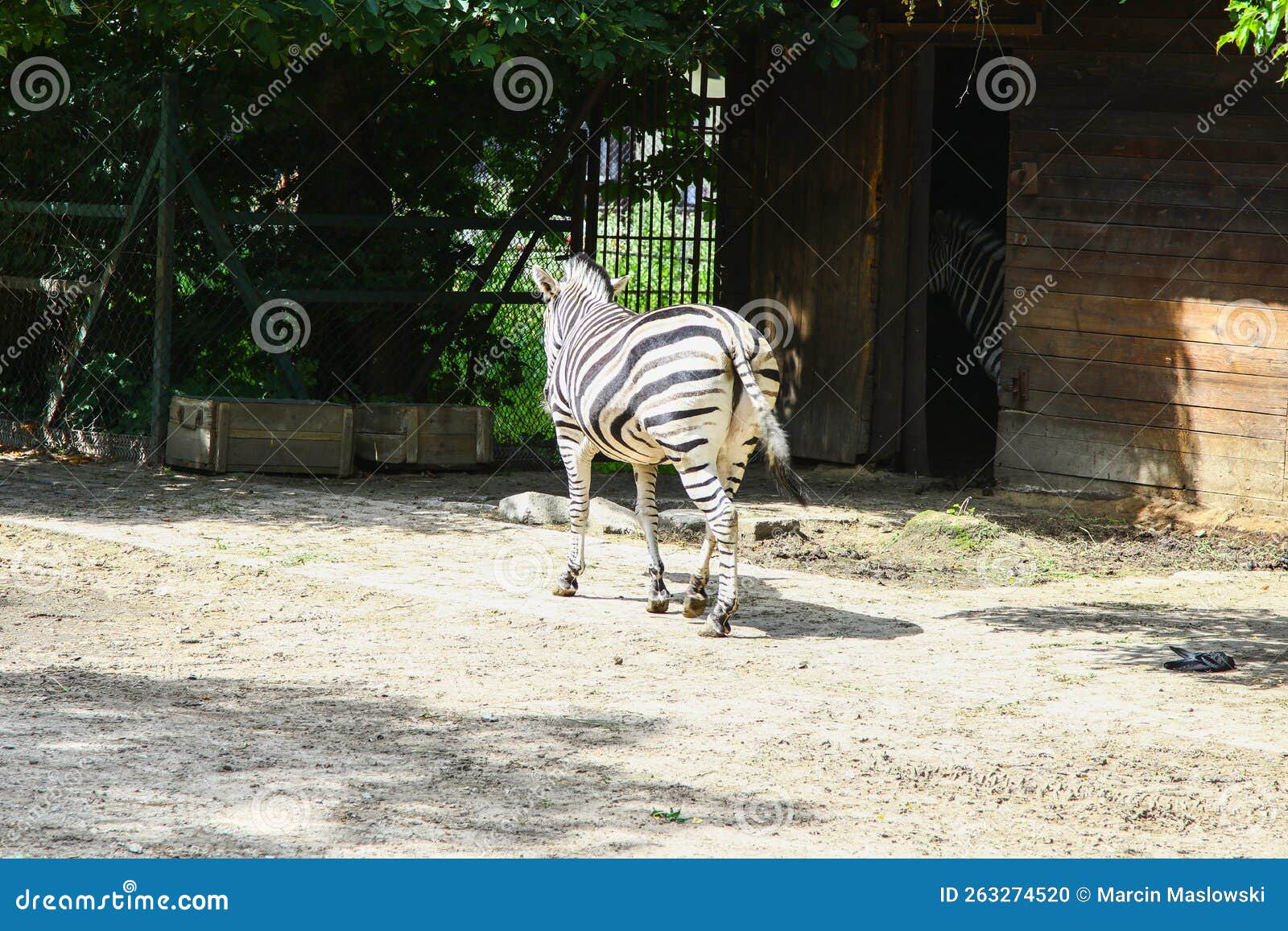 Zebra in the Enclosure at the Zoo Stock Photo - Image of visiting, wild ...