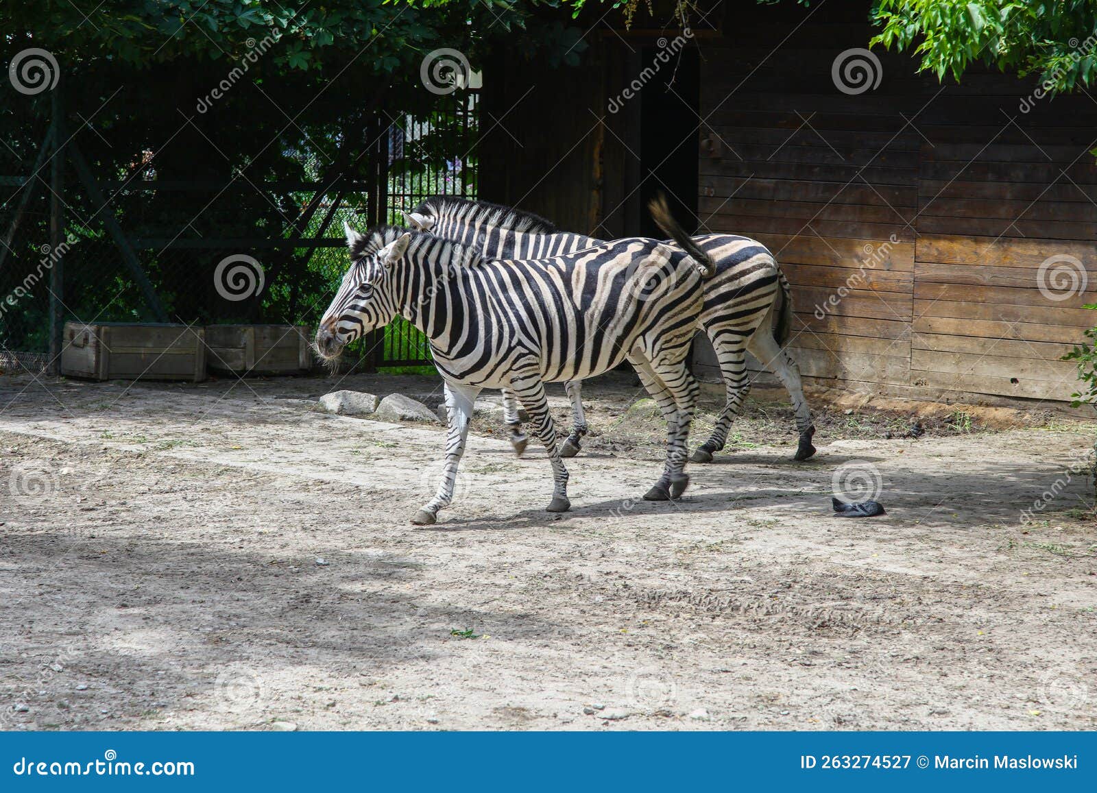 Zebra in the Enclosure at the Zoo Stock Image - Image of equus ...