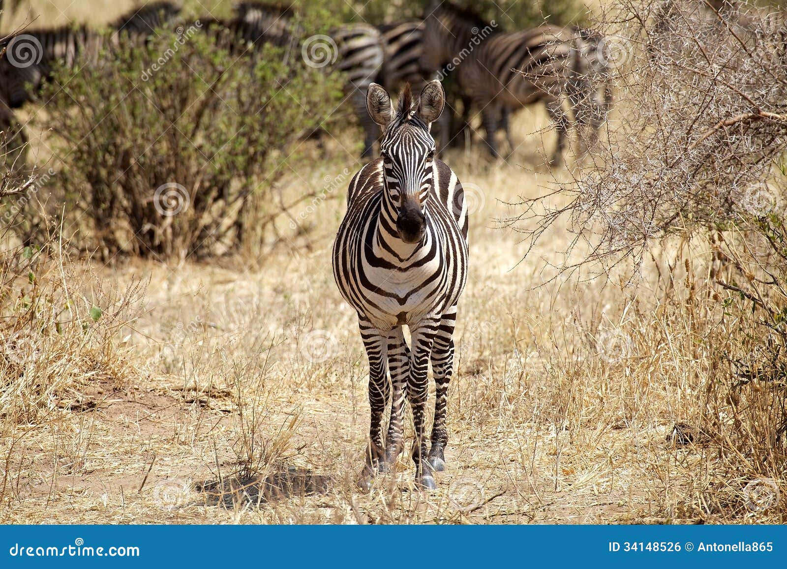 Zebra (Equus burchelli) stock photo. Image of white, african - 34148526