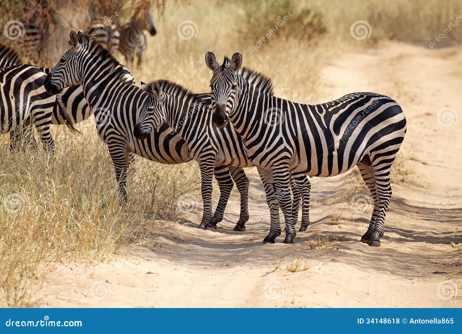 Zebra (Equus burchelli) stock photo. Image of species - 34148618