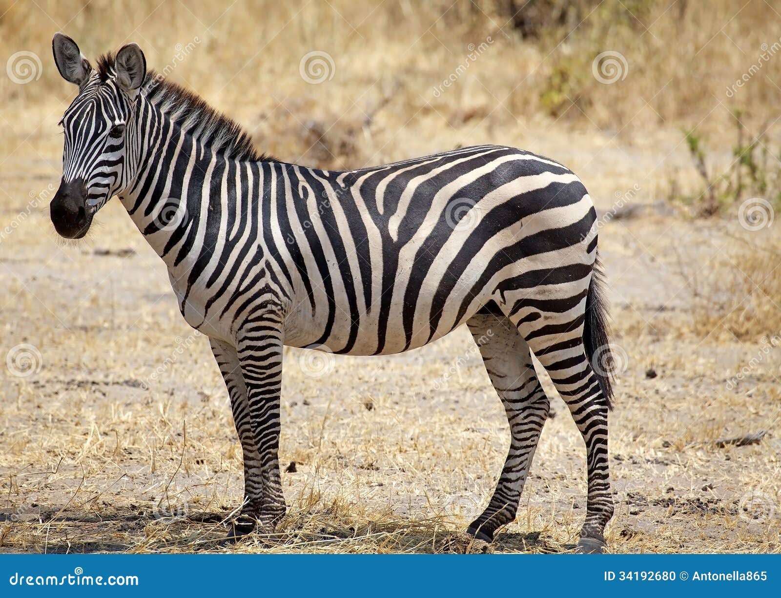 Zebra (Equus burchelli) stock photo. Image of outdoor - 34192680