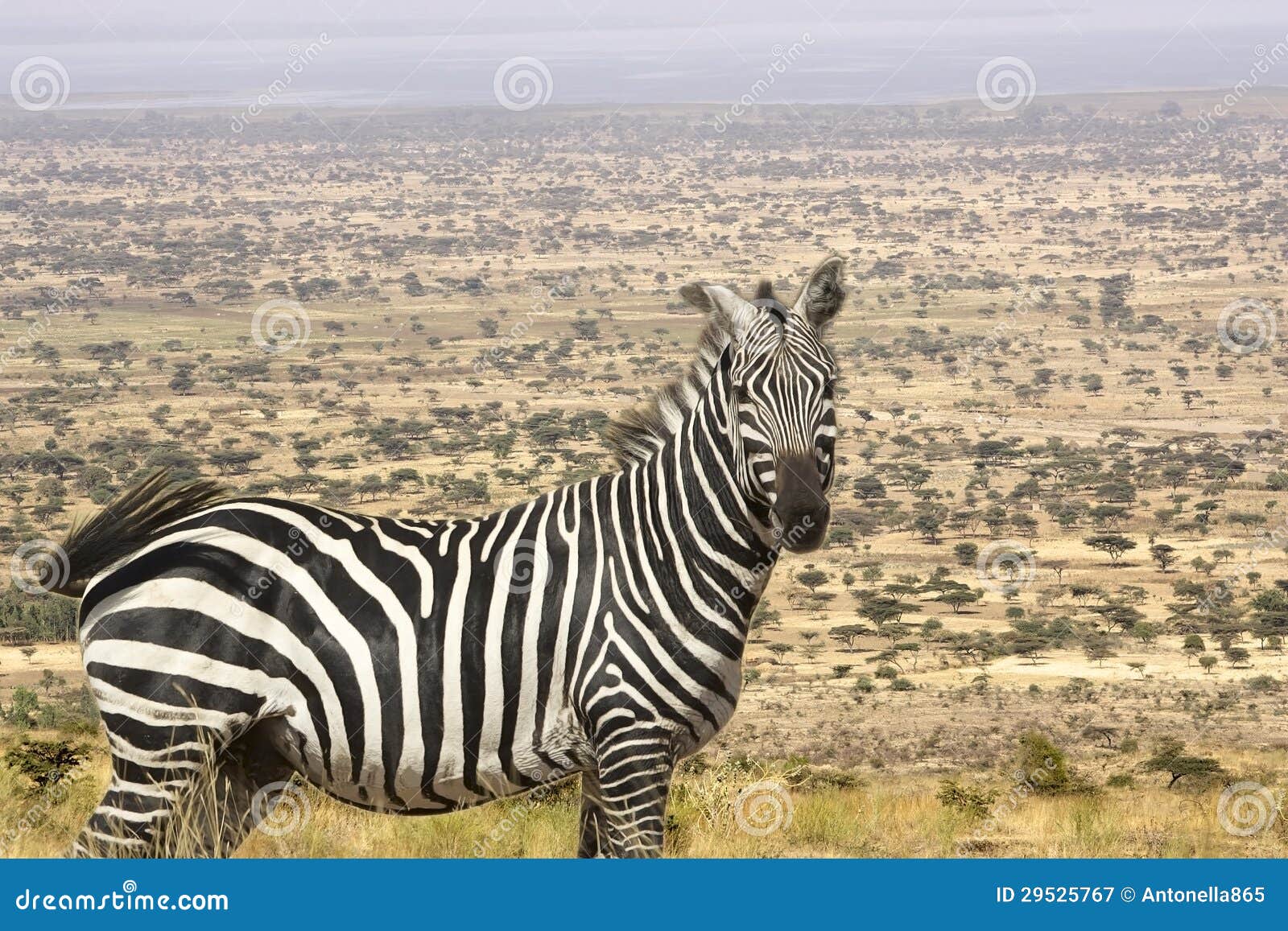 Zebra (Equus Burchellii) in the Savanna Stock Image - Image of african ...
