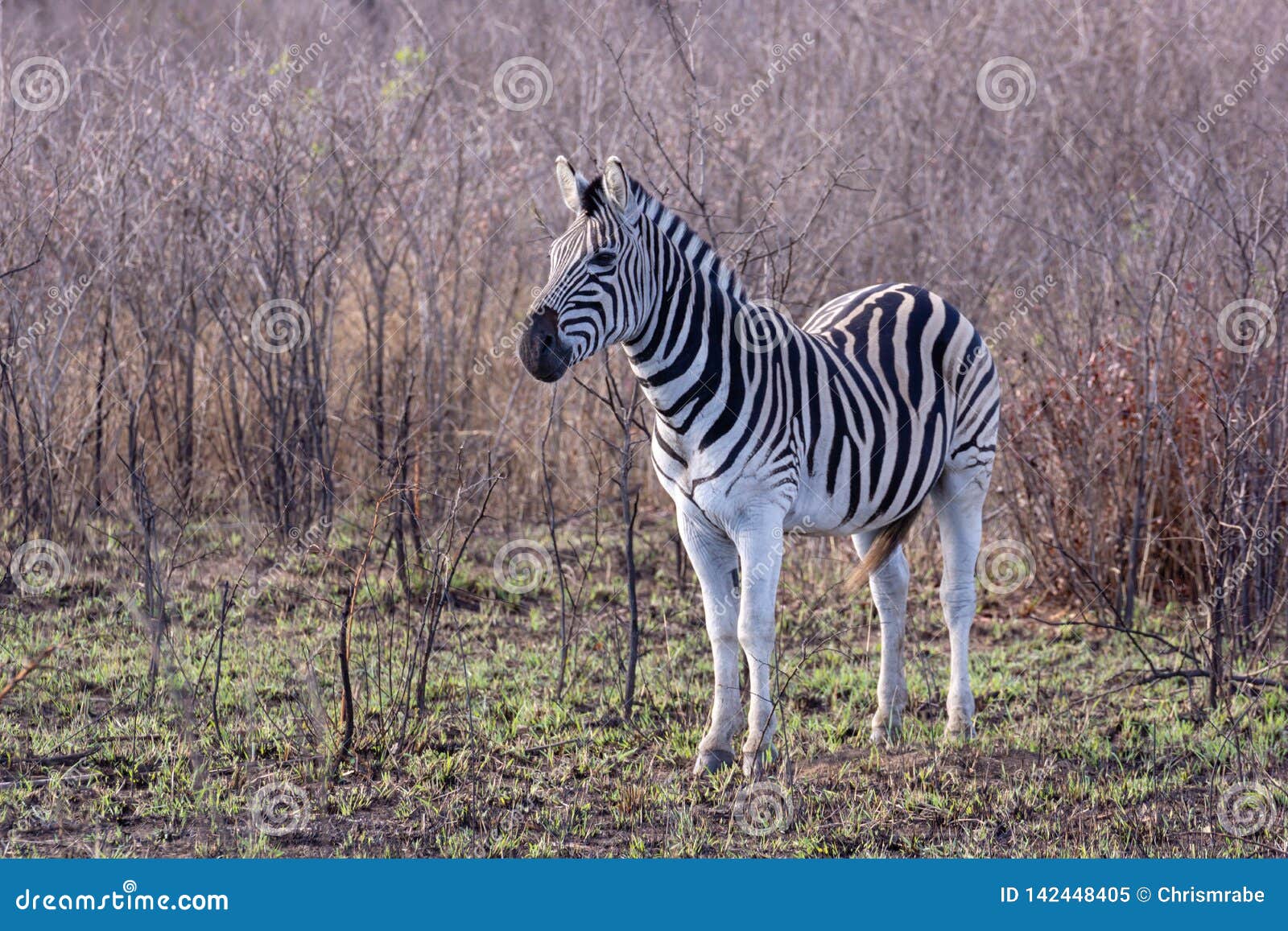 Zebra Equus quagga stock image. Image of animals, travel - 142448405