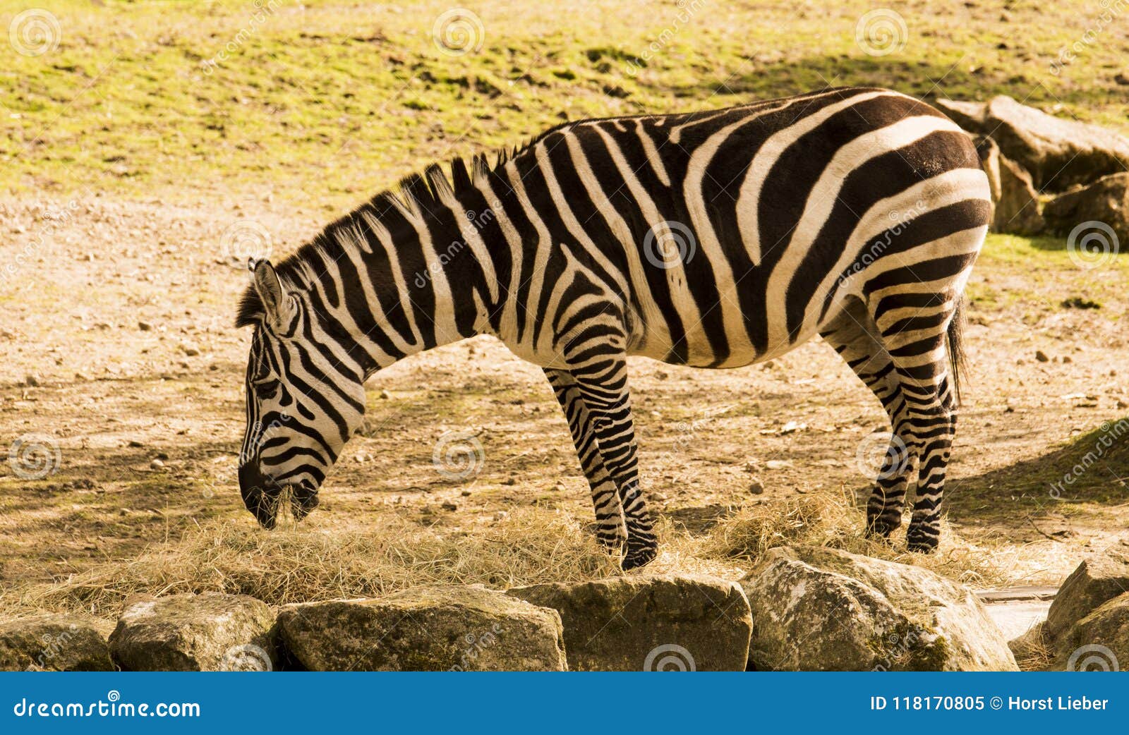 Zebra Equus quagga stock image. Image of nature, green - 118170805