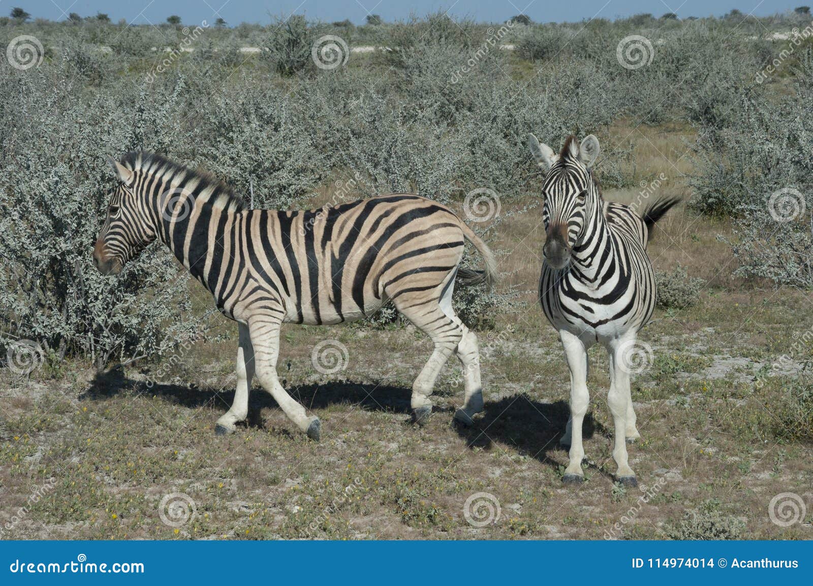 Namibia , Zebra Im Etosha Np Park Stock Photo - Image of wild, view ...