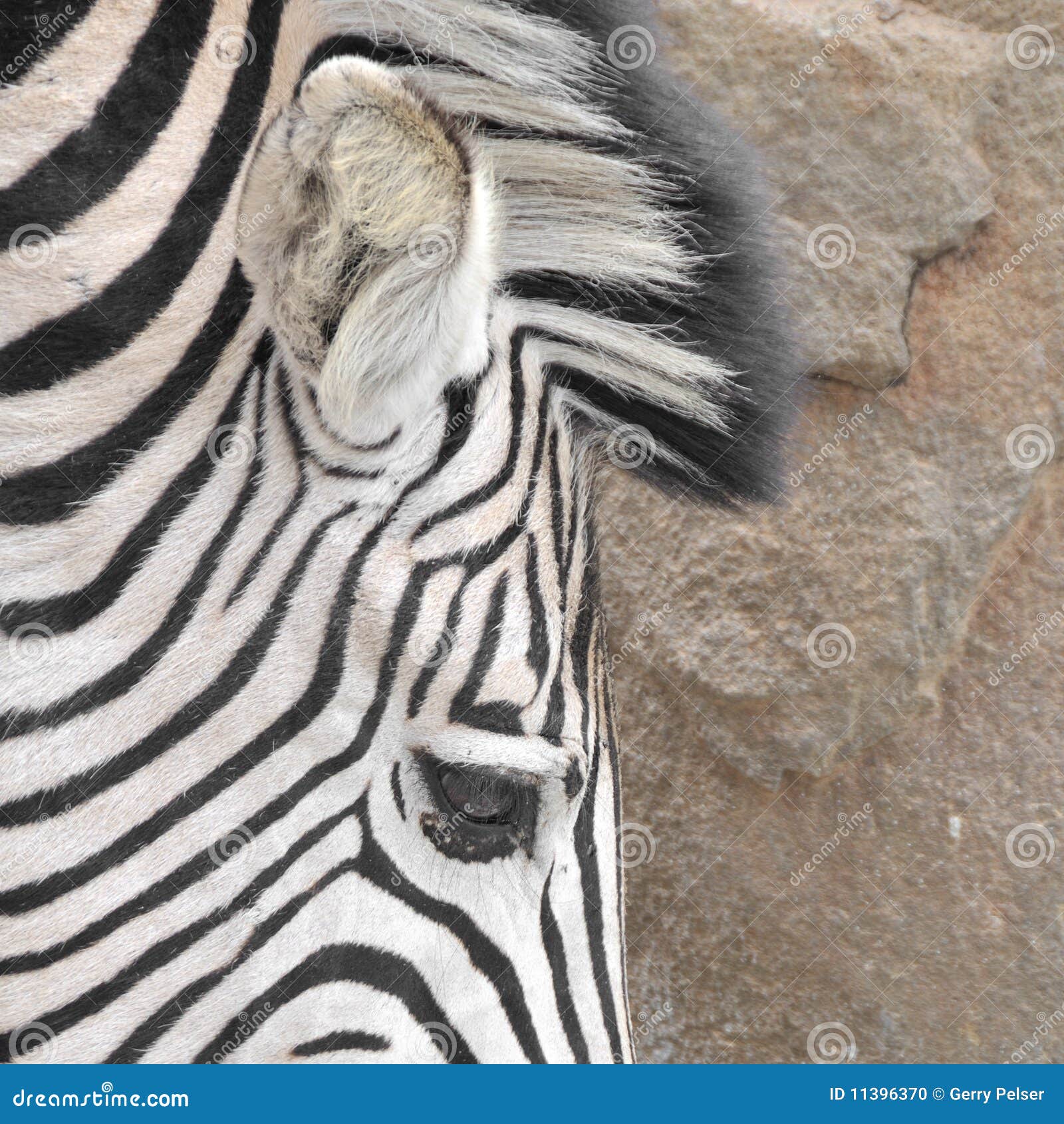 Zebra Eye stock photo. Image of africa, domesticated - 11396370