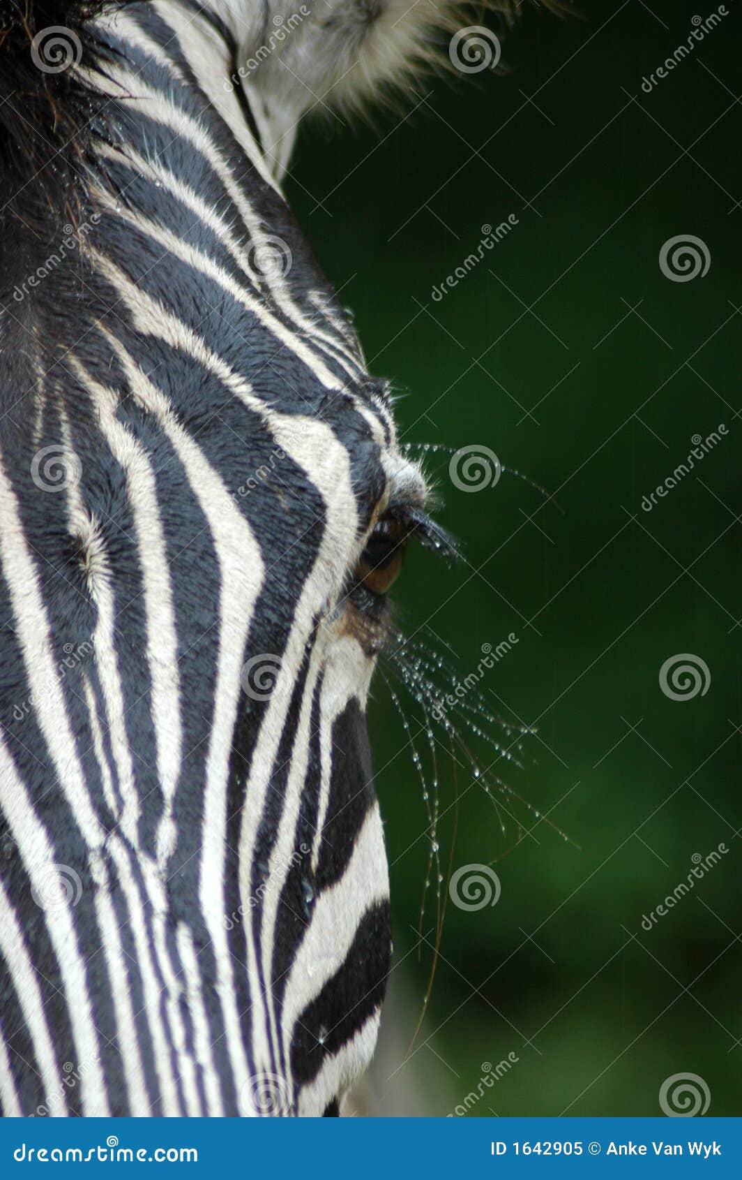 Closeup Zebra Eye Stock Photos - Download 844 Royalty Free Photos