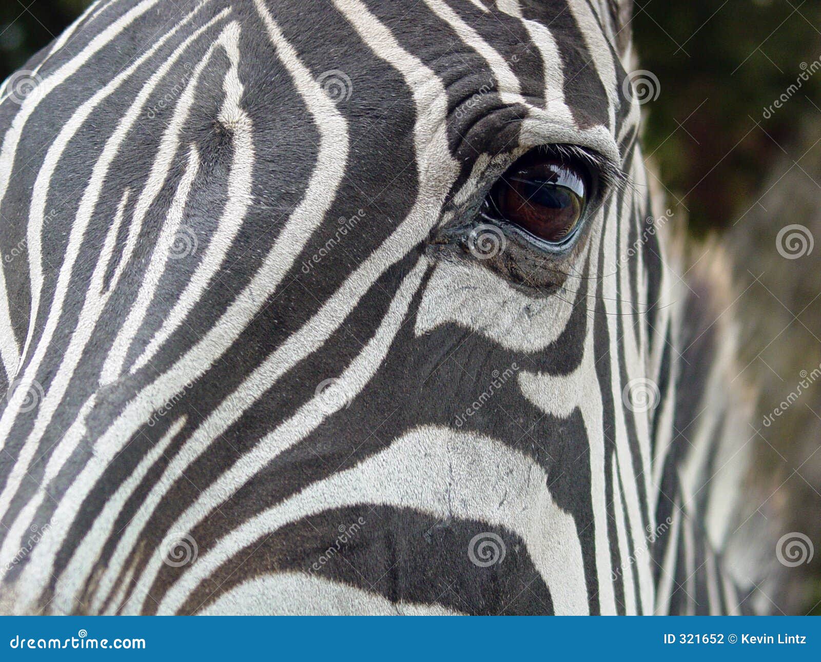 Zebra Eye stock photo. Image of soft, black, fuzzy, stripes - 321652