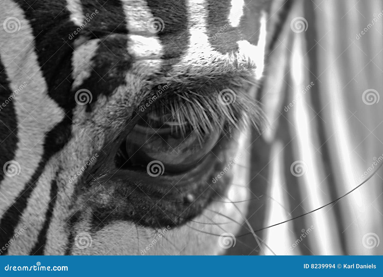 Zebra Eye stock photo. Image of kruger, national, park - 8239994