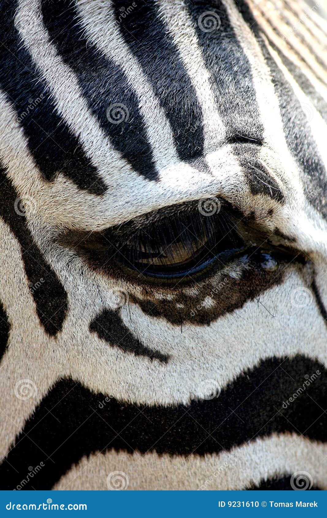 Zebra eye stock photo. Image of wildlife, animal, ethiopia - 9231610