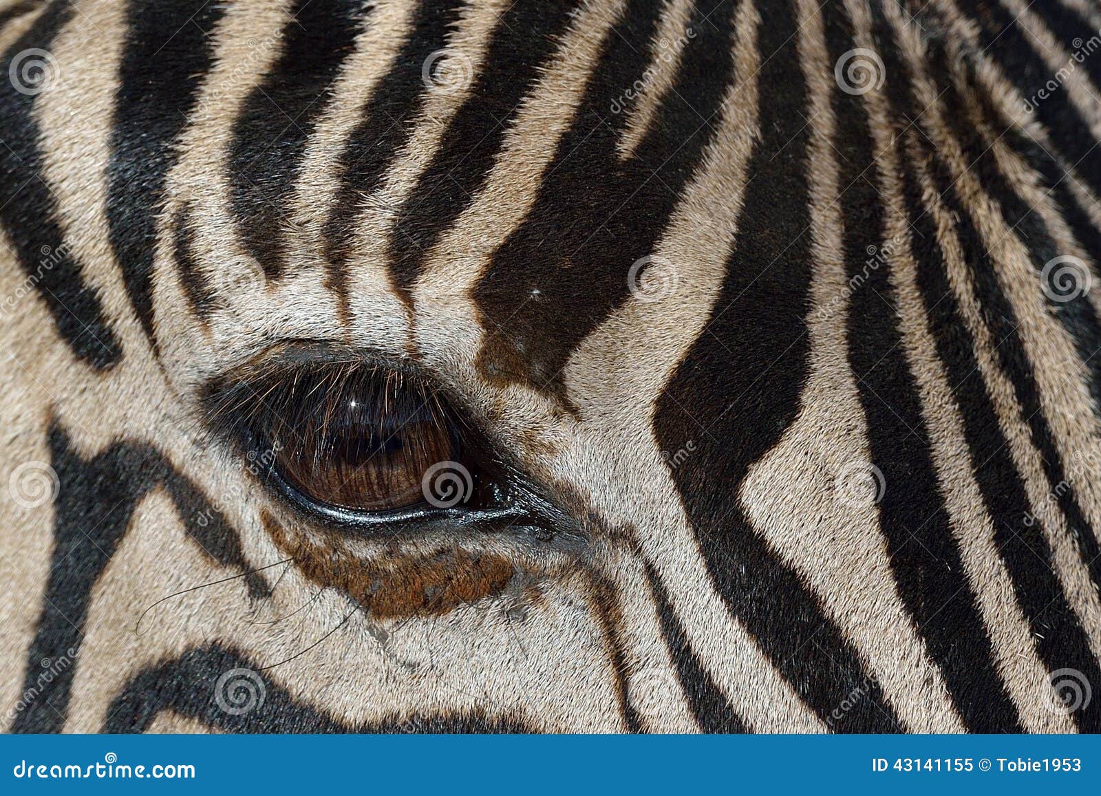 Zebra Eye Close Up with Eye Lashes Stock Image - Image of ears ...