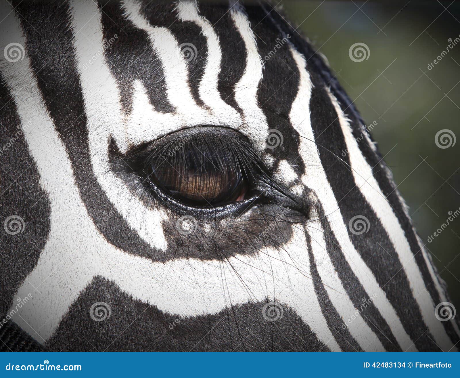 Zebra Eye stock photo. Image of details, animal, black - 42483134