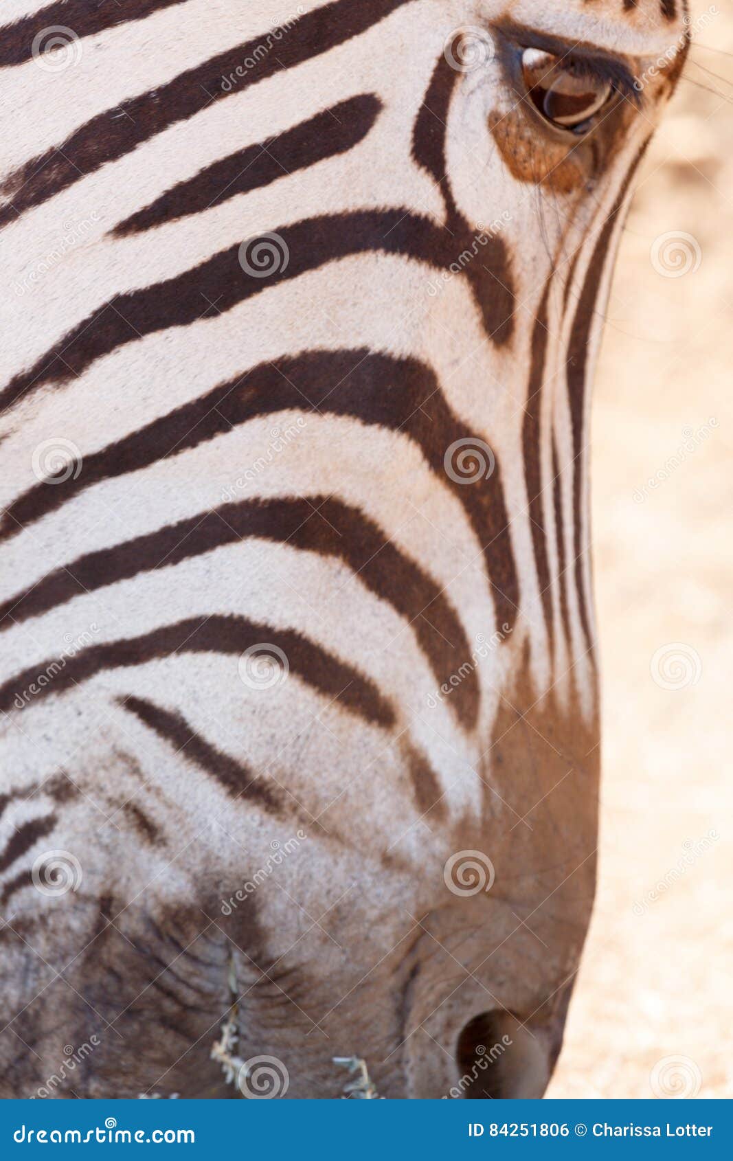 Zebra eye close up shot stock photo. Image of outdoors - 84251806