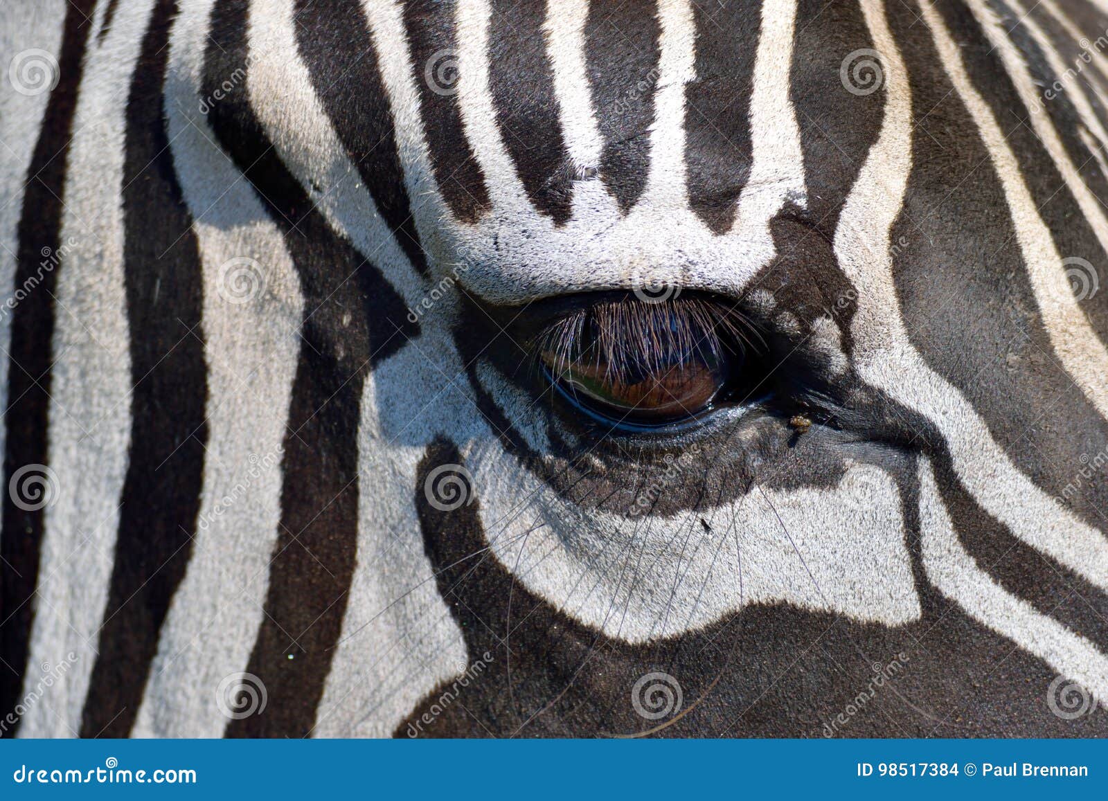 Zebra Eye stock photo. Image of striped, wildlife, stripes - 98517384