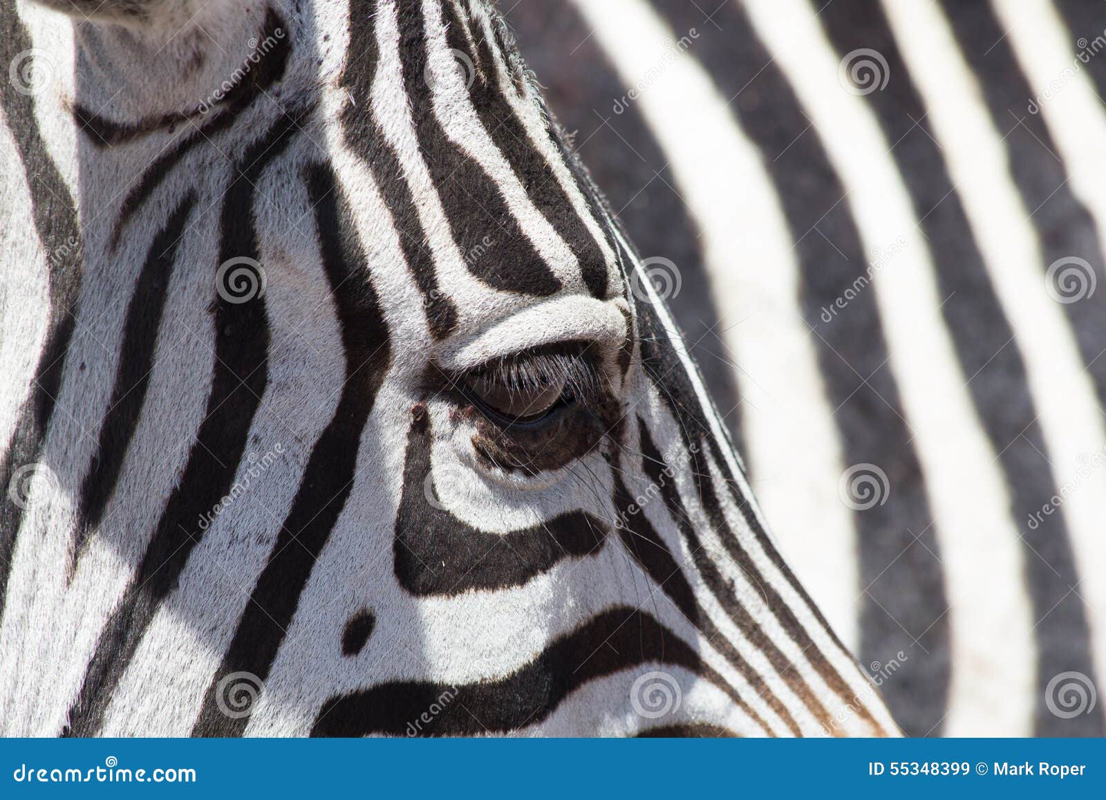 Zebra eye stock image. Image of black, animal, zebra - 55348399