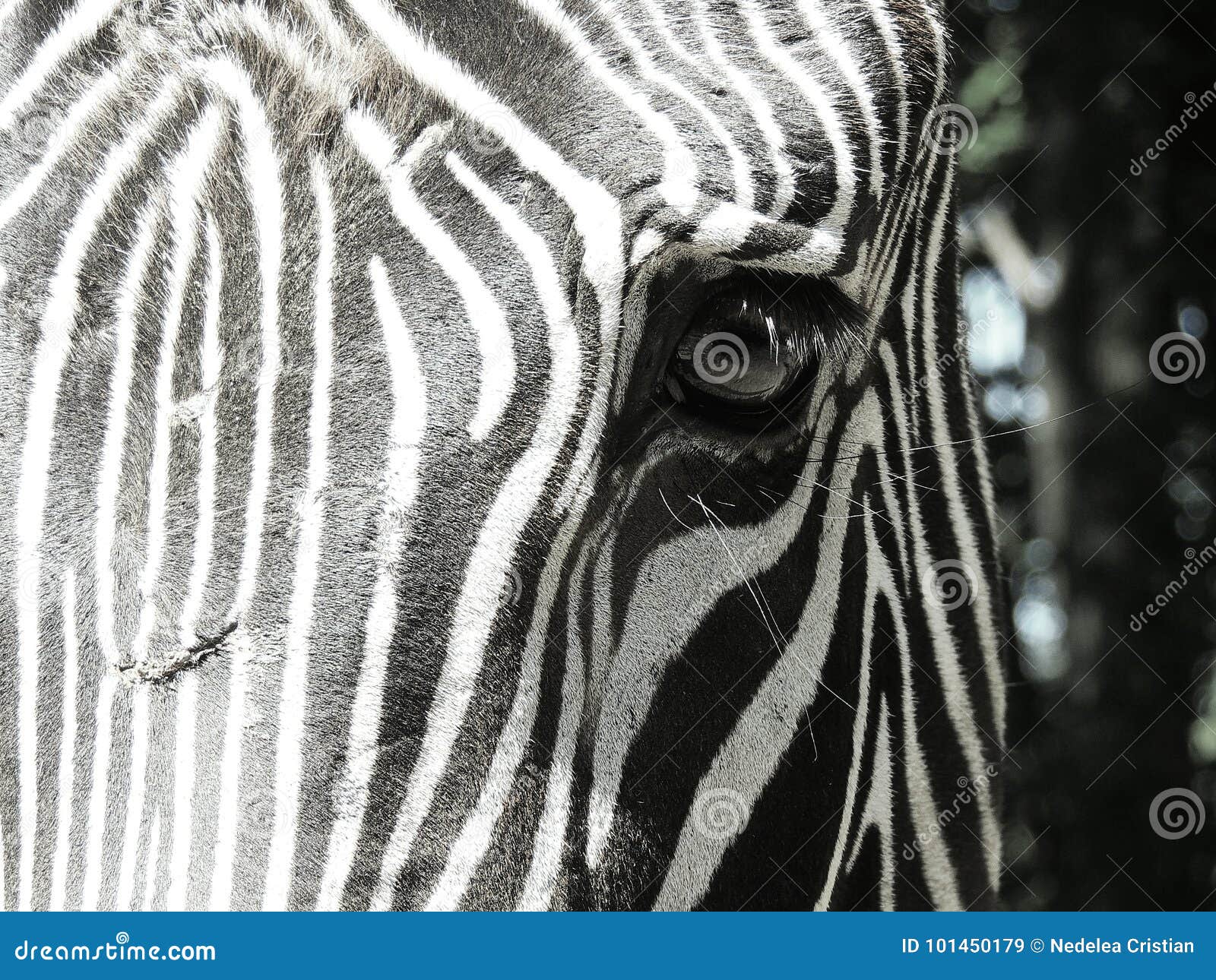 Zebra eye closeup stock image. Image of wildlife, african - 101450179