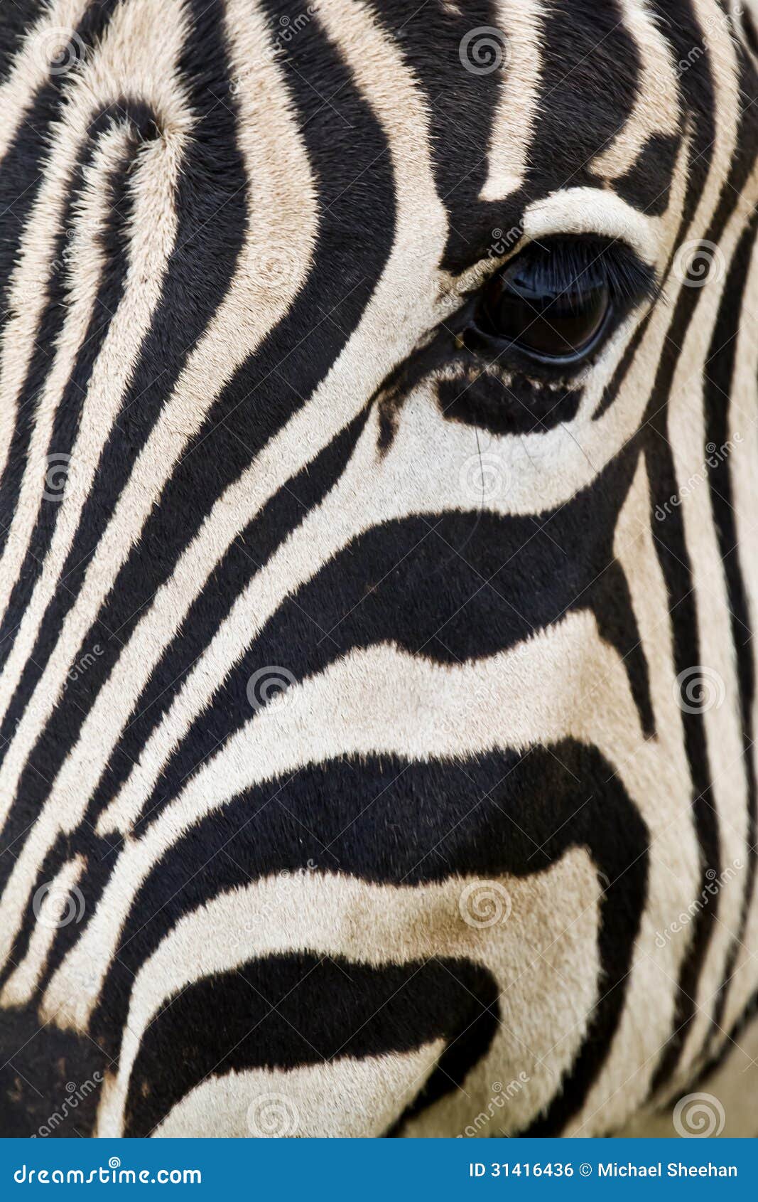 Zebra eye stock photo. Image of game, park, neck, mammal - 31416436