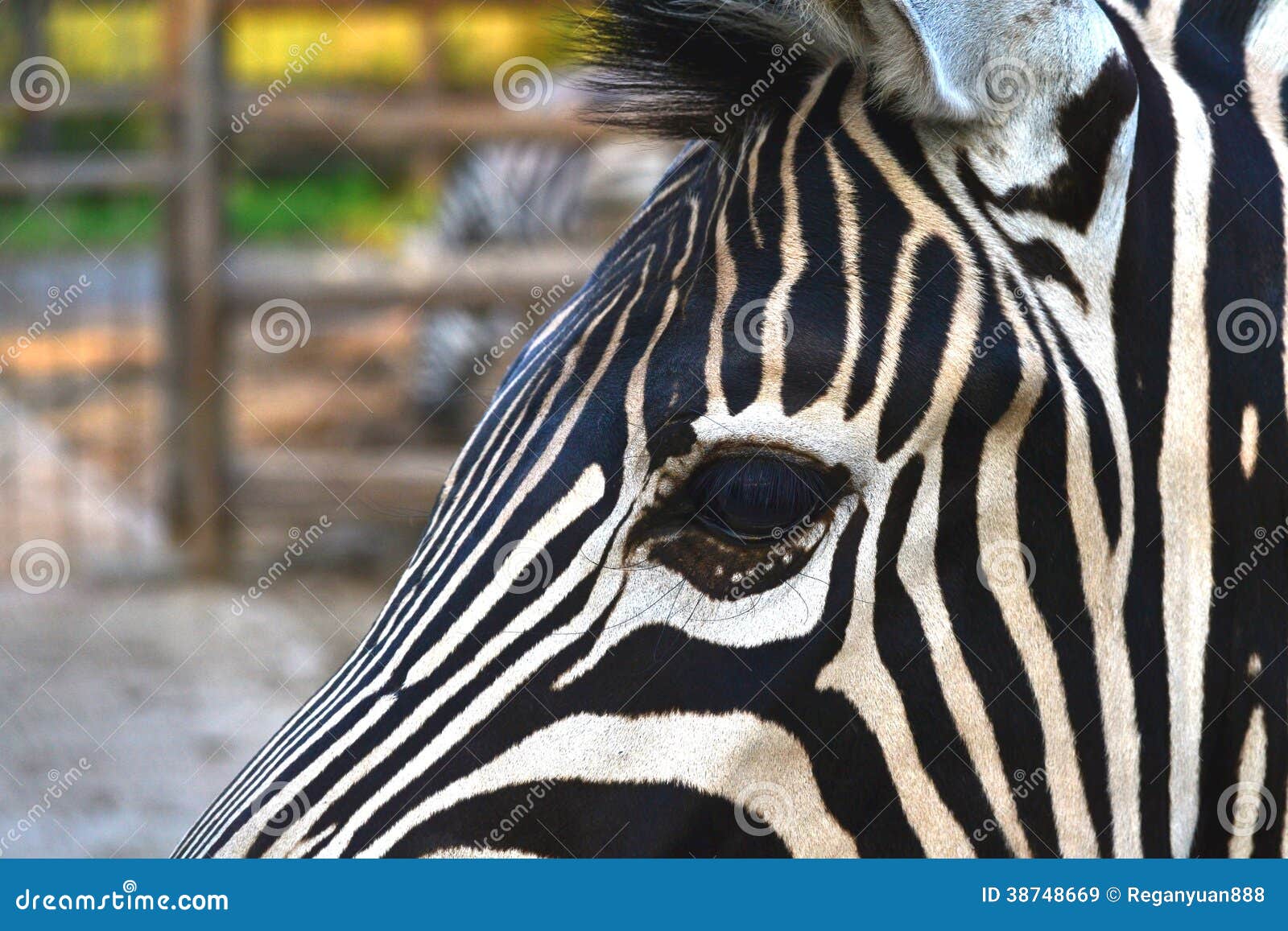 Zebra eye stock image. Image of wildlife, closeup, lovely - 38748669