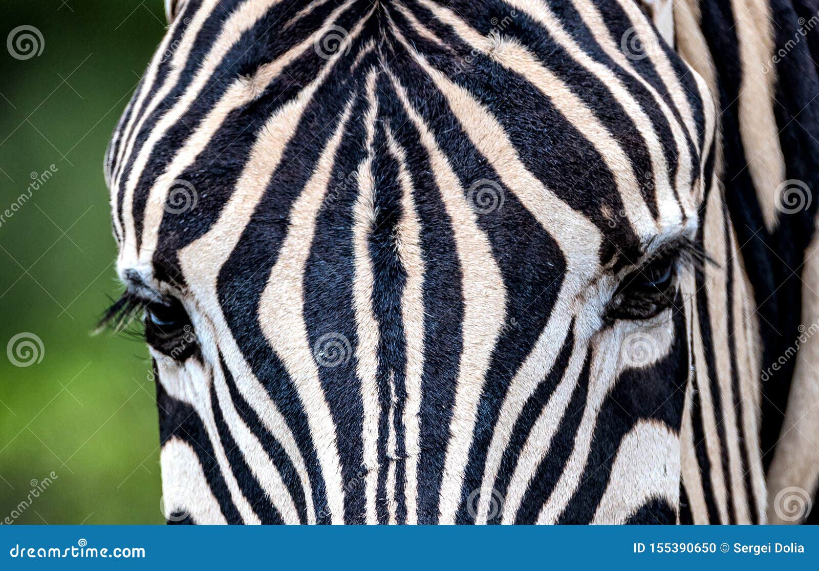 Zebra with Eyelashes and Clear Black and White Stripes Stock Photo ...