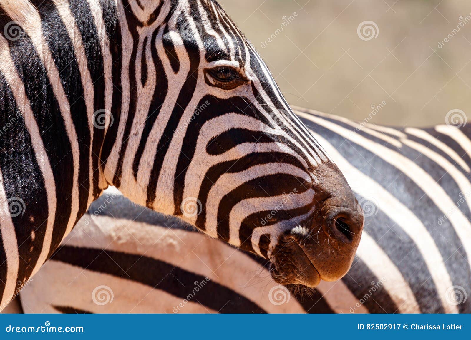 Zebra Eyes Stock Photography | CartoonDealer.com #1599944