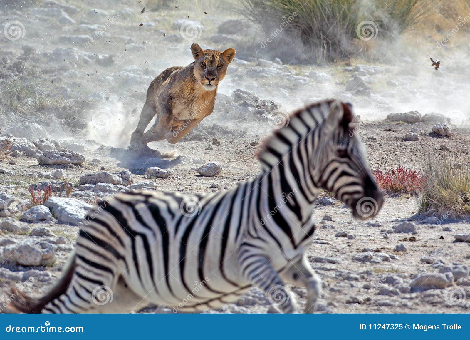 Zebra Fêmea Da Caça Do Leão Imagem de Stock - Imagem de savana ...