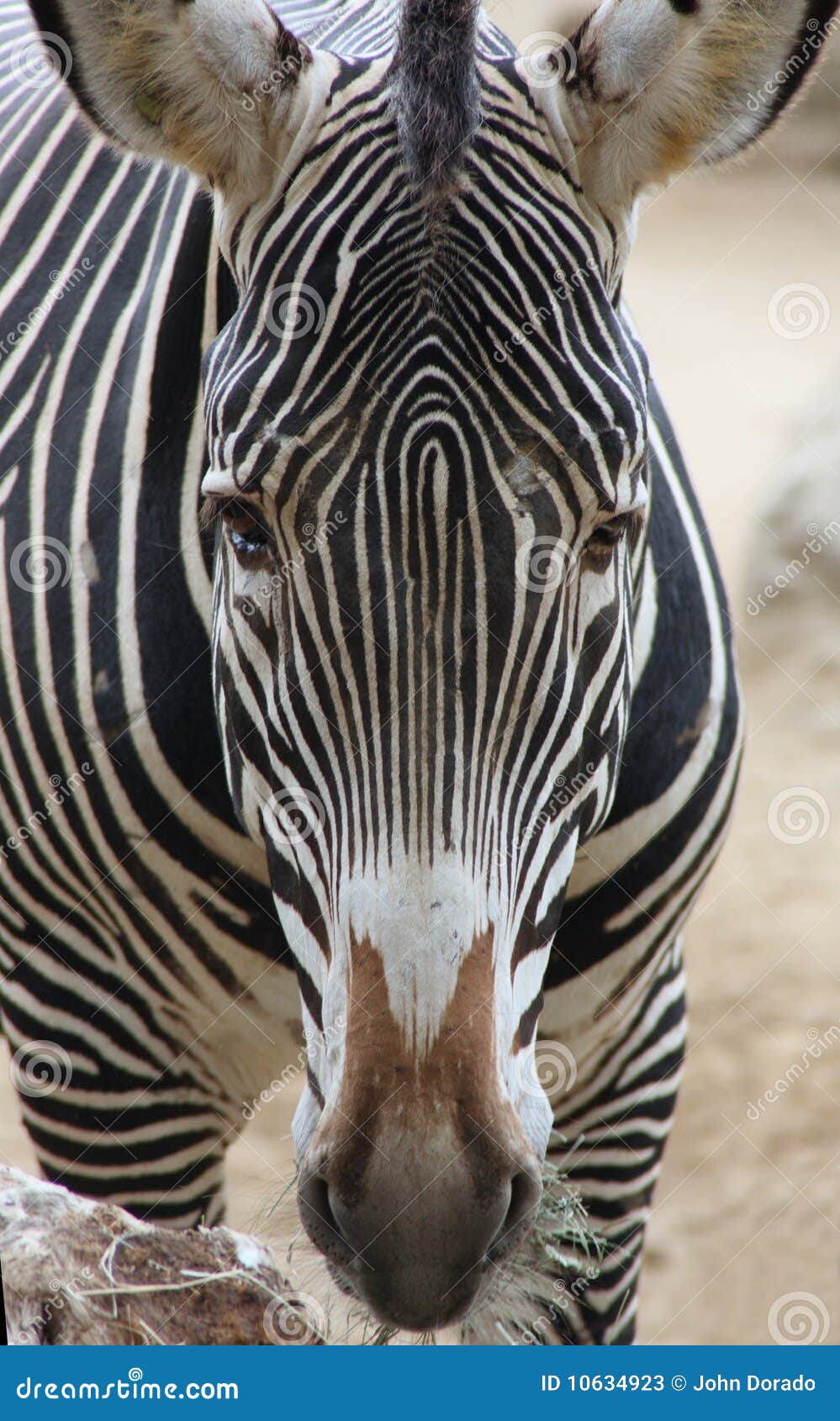 Zebra Face stock image. Image of nature, natural, safari - 10634923