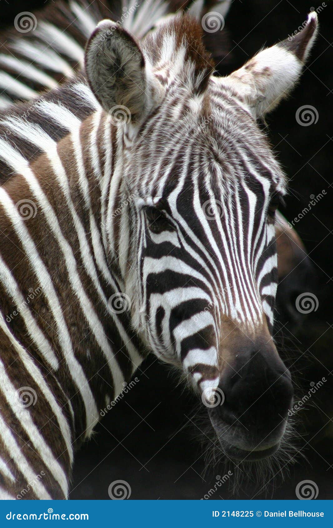 Zebra Face stock image. Image of stare, mono, head, white - 2148225