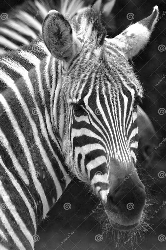 Zebra Face stock photo. Image of mohawk, headshot, hairy - 607372