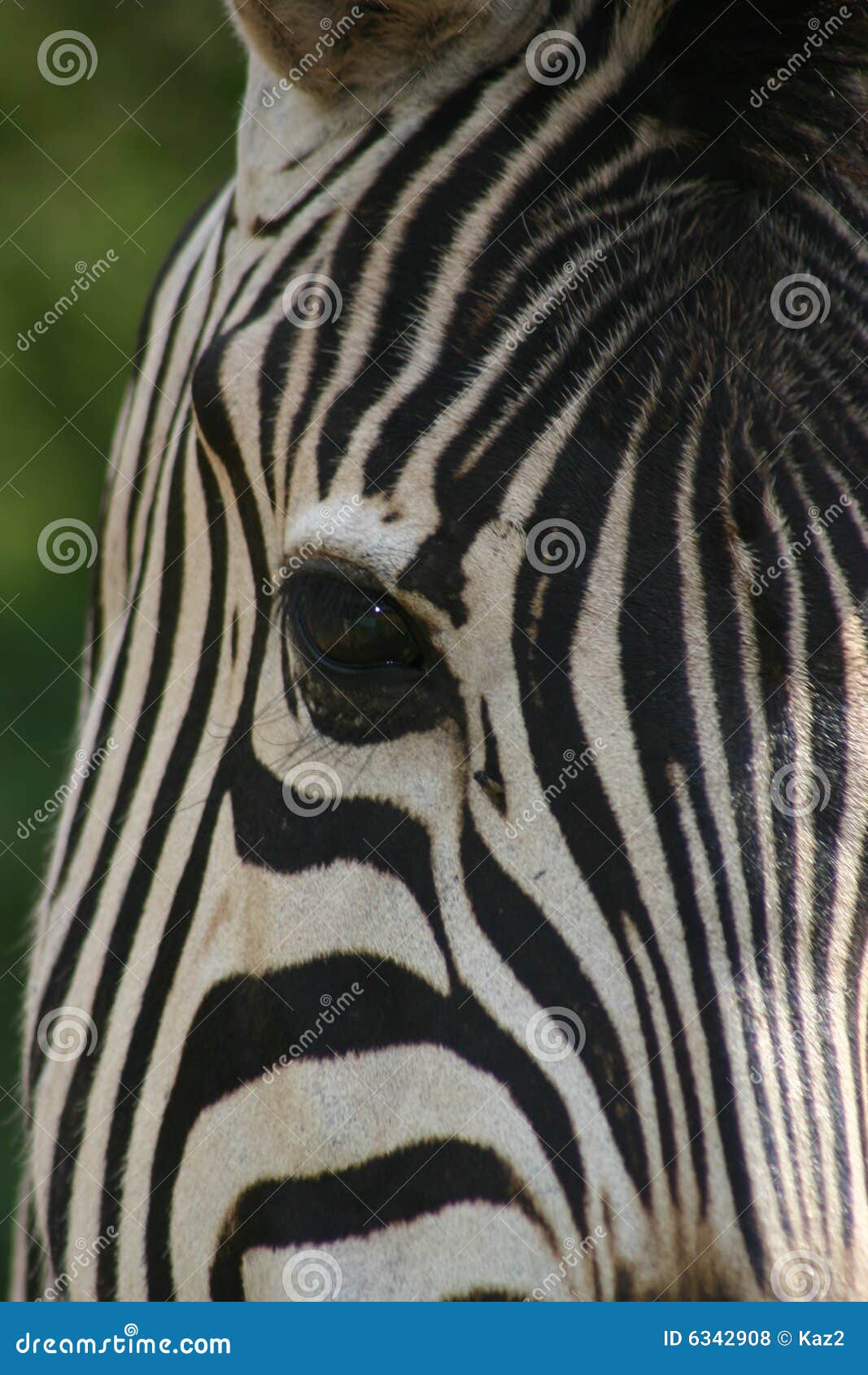 Zebra face stock photo. Image of mammal, zebra, black - 6342908