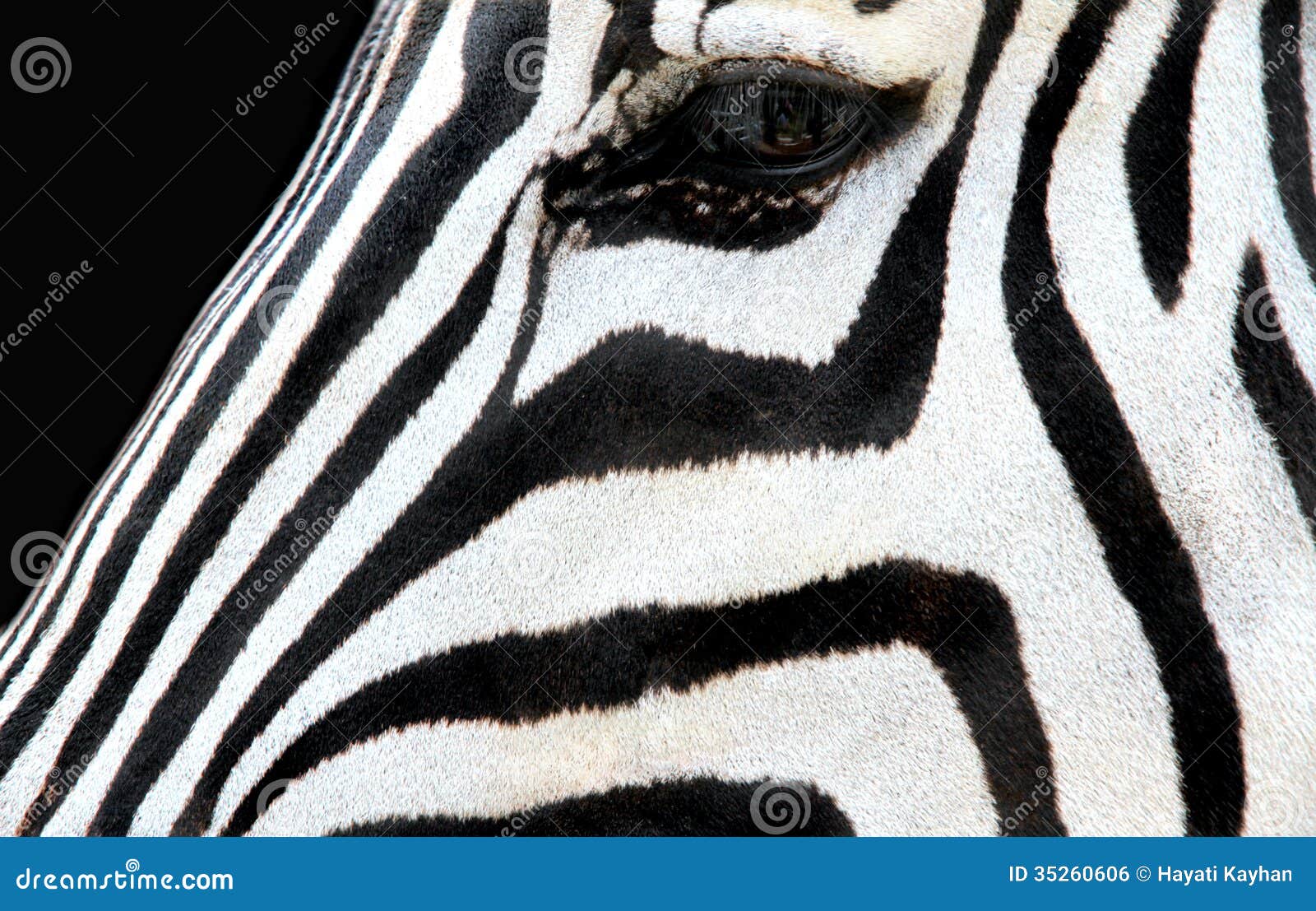 Zebra Face Front